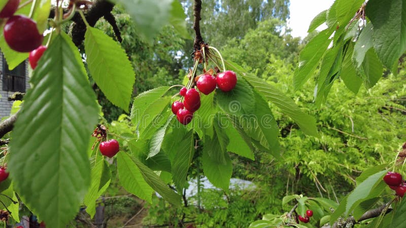 Sweet Cherry Fruit on a Branch of a Fruit Tree Stock Video - Video of ...