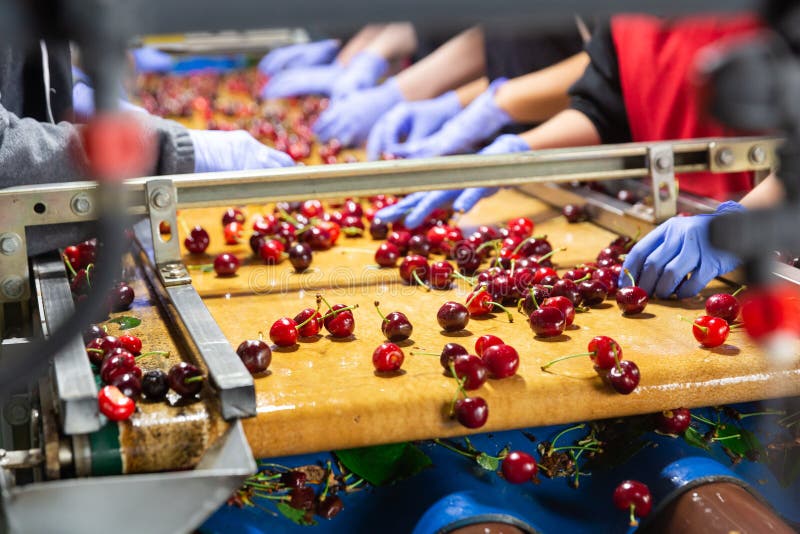 Cherry Sorting and Selecting in a Warehouse Stock Image - Image of ...