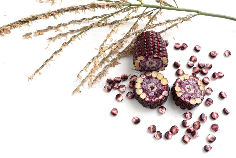 Red Sweet Corn Isolated on White Background, Siam Ruby Queen Corn Stock ...