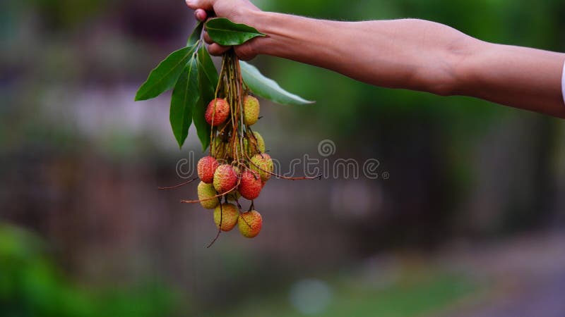 Red and Sweet Lychee in Hand Stock Image - Image of juicy, litchi ...