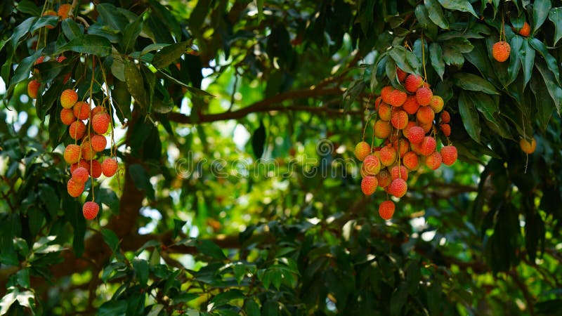 Red and sweet lychee image stock image. Image of design - 267487391