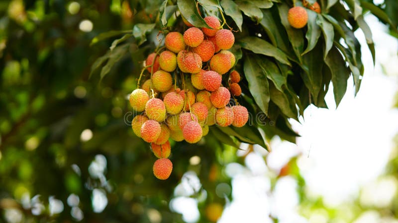 Red and sweet lychee image stock photo. Image of exotic - 267487400