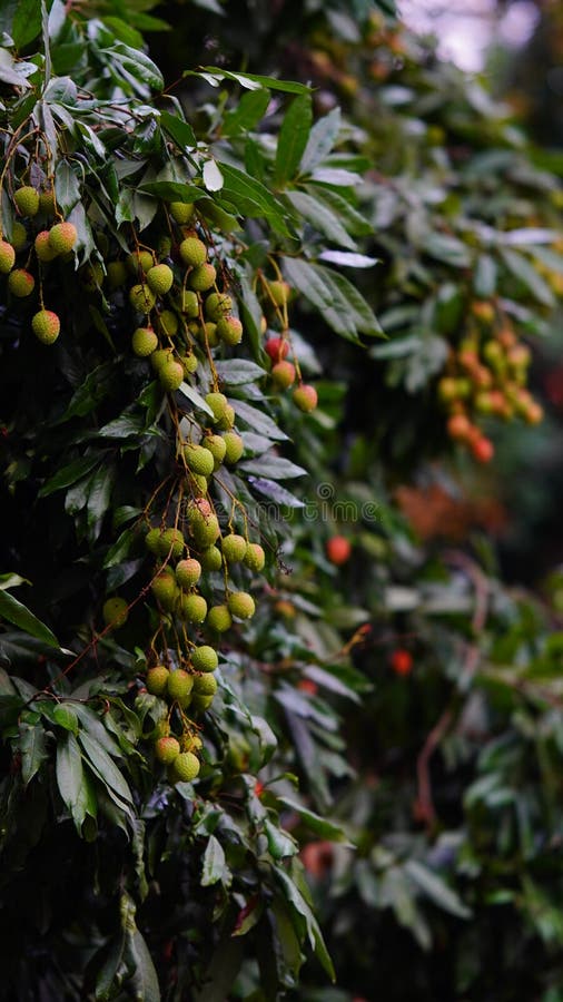 Red and Sweet Lychee on Tree Stock Photo - Image of exotic, lichee ...