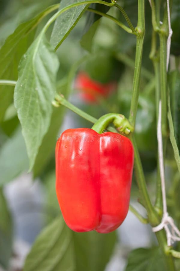 Red sweet pepper stock image. Image of perfect, healthy - 48687527