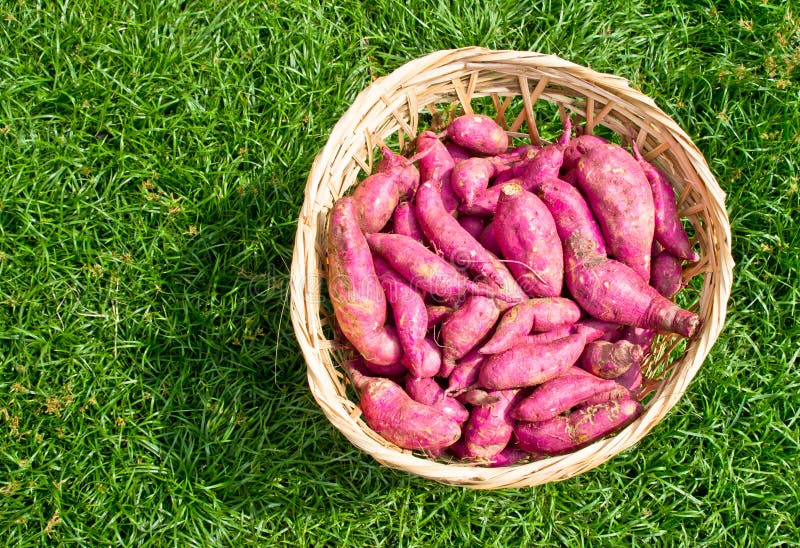 Red Sweet Potatoes stock photo. Image of potato, sweet - 24792742