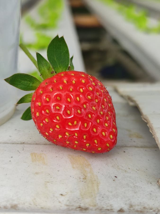Red Sweet Strawberry California Stock Image - Image of dessert, sweet ...