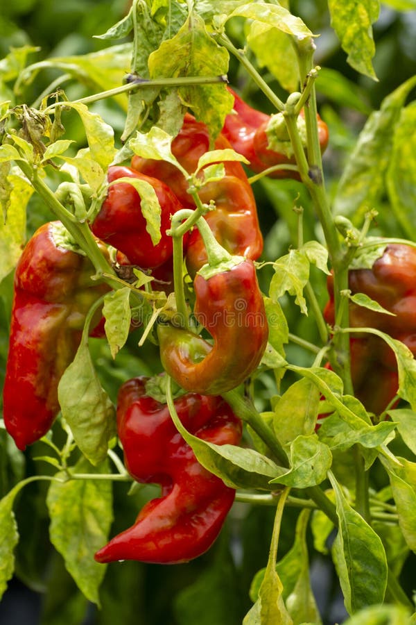 Red Sweet Turkish Paprika Vegetable Growing on Fields Stock Photo ...