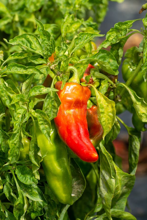 Red Sweet Turkish Paprika Vegetable Growing on Fields Stock Photo ...
