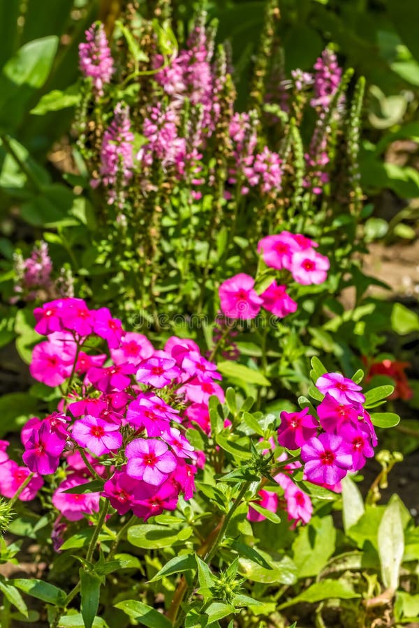 Red Sweet-william in the Spring Sunny Garden, Close-up Stock Photo ...