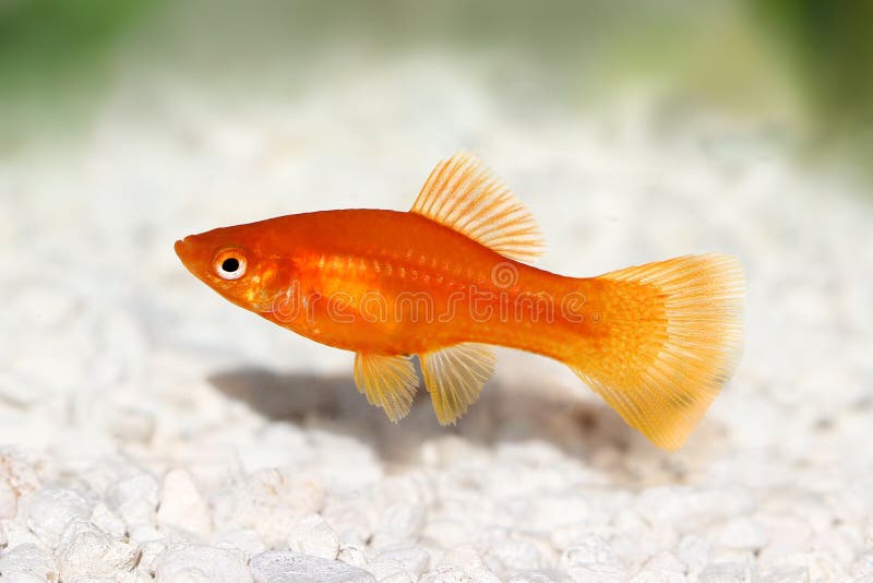 Red Swordtail Female Xiphophorus Helleri Aquarium Fish on White Stock ...