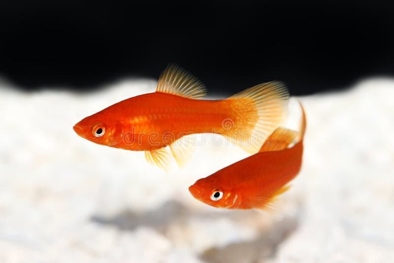 Red Swordtail Female Xiphophorus Helleri Aquarium Fish on White Stock ...