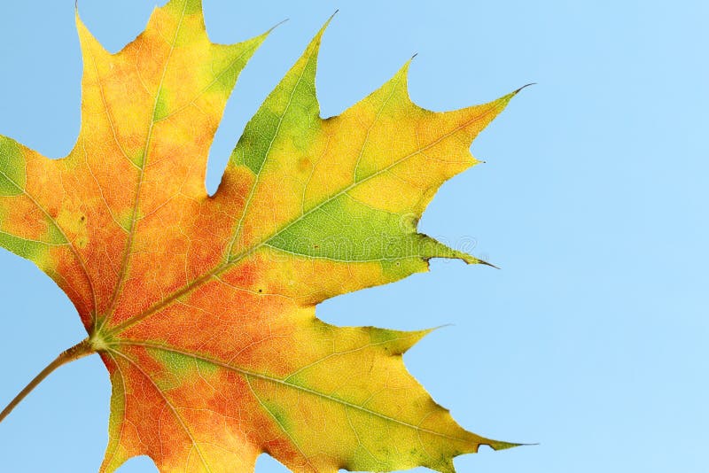Red Sycamore Leaf Texture on Blue Sky Background Stock Image - Image of ...