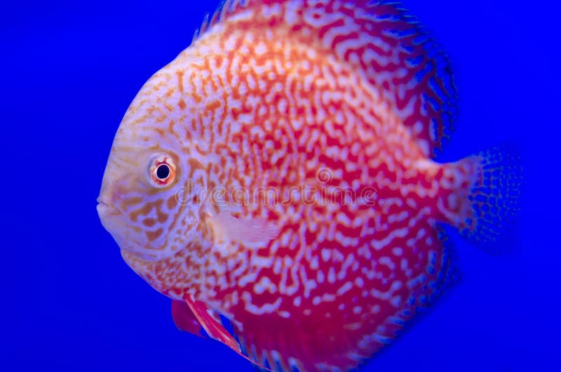 Discus Fish, Orange Symphysodon Discus. Stock Photo - Image of vivid ...
