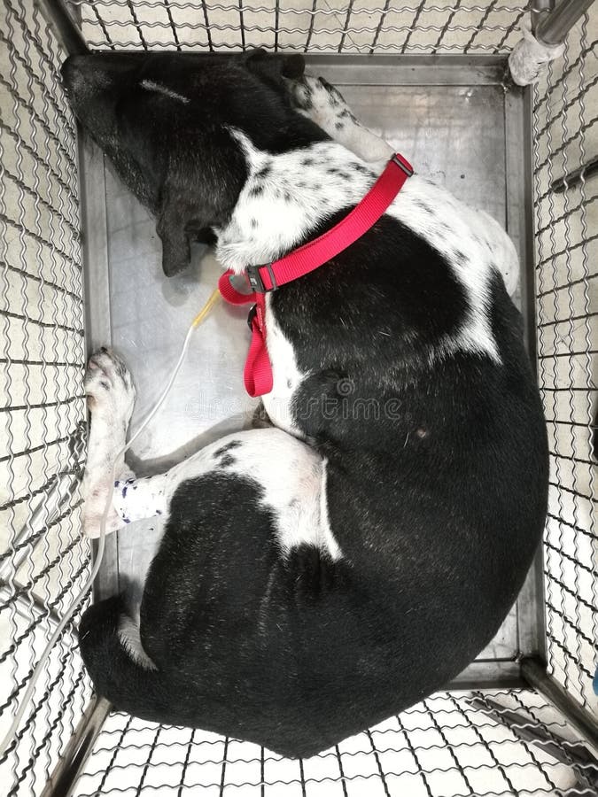 28,338 Dog Top View Png Stock Photos - Free & Royalty-Free Stock Photos ...