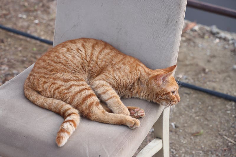 Red Tabby Cat at His Observation Post Stock Image - Image of animal ...