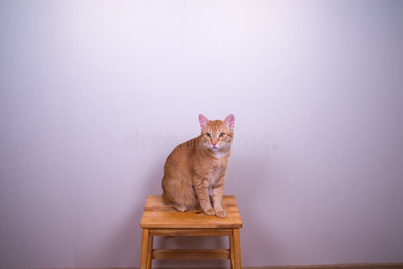 Red Tabby Cat Posing on Camera Stock Photo - Image of fluffy, eyes ...