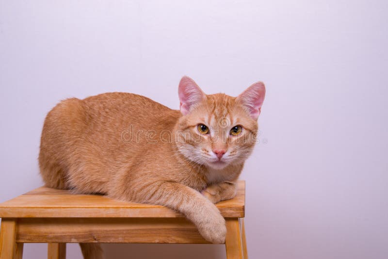 Red Tabby Cat Posing on Camera Stock Image - Image of looking, ginger ...
