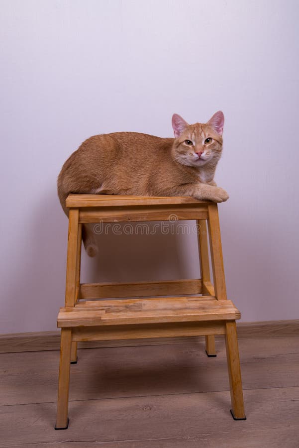 Red Tabby Cat Posing on Camera Stock Image - Image of playful, face ...
