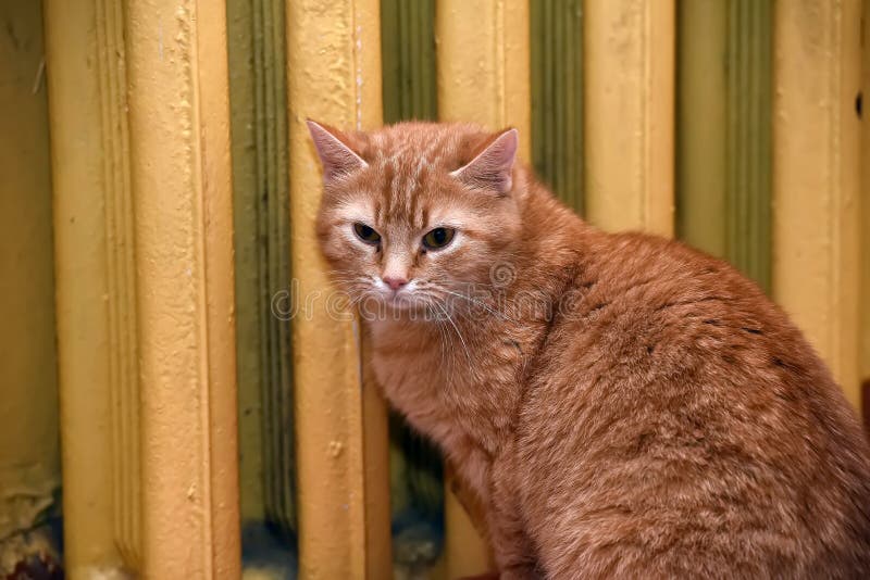 Red tabby cat in shelter stock image. Image of cage - 179733281
