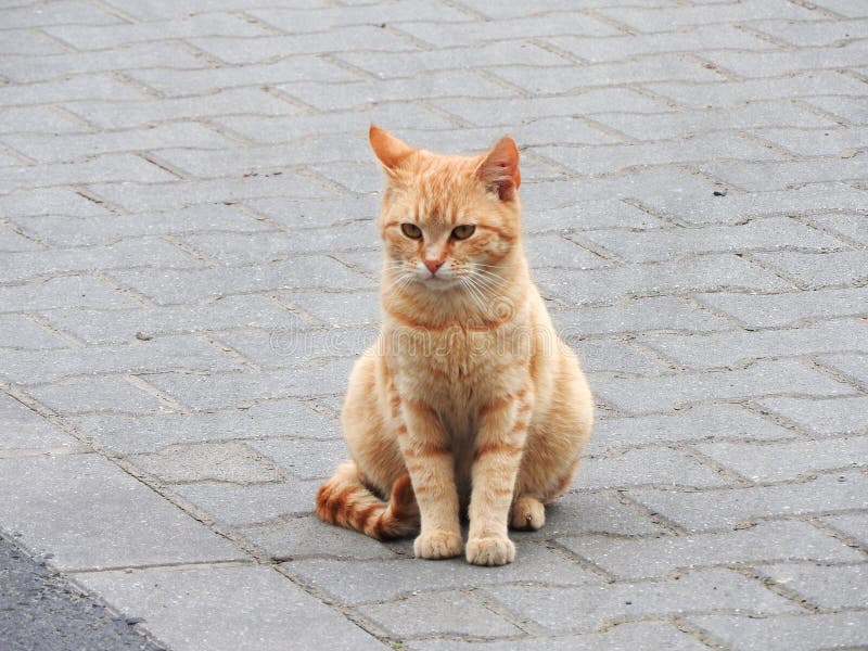 Red Tabby Cat Sitting on the Street Stock Image - Image of pretty ...