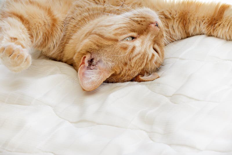 Red Cat Lounging Upside Down on a White Sheet Stock Photo - Image of ...