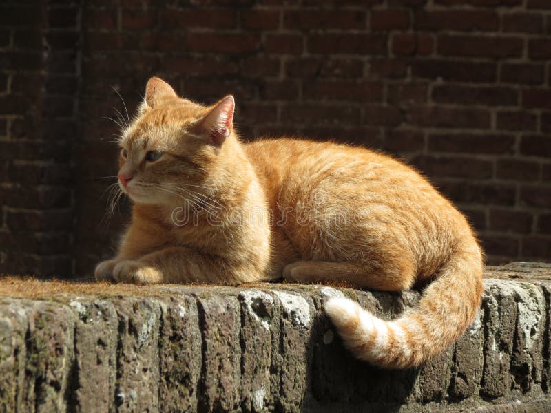 Red tabby stock photo. Image of tomcat, lovely, mammal - 39236924