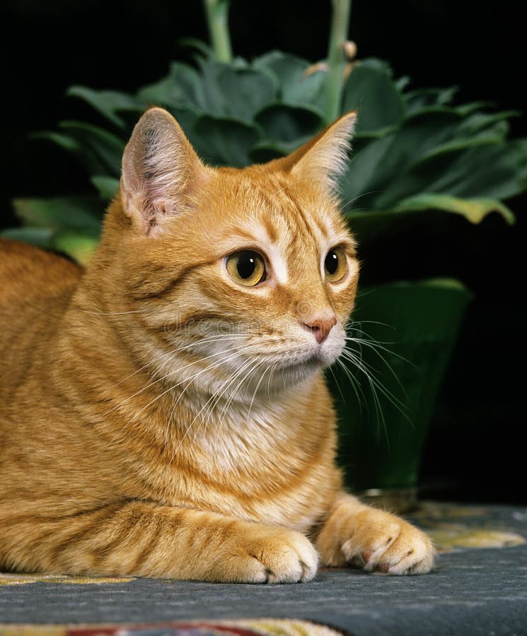 Red tabby cat breeds - gilitskin