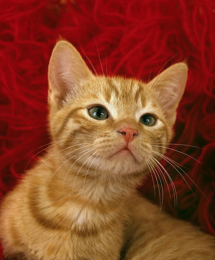 Red Tabby Domestic Cat, Kitten Laying in Wool Stock Photo - Image of ...