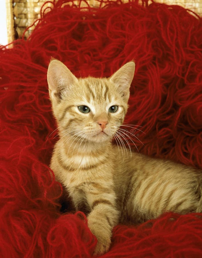 Red Tabby Domestic Cat, Kittens Playing on Wool Ball Stock Image ...