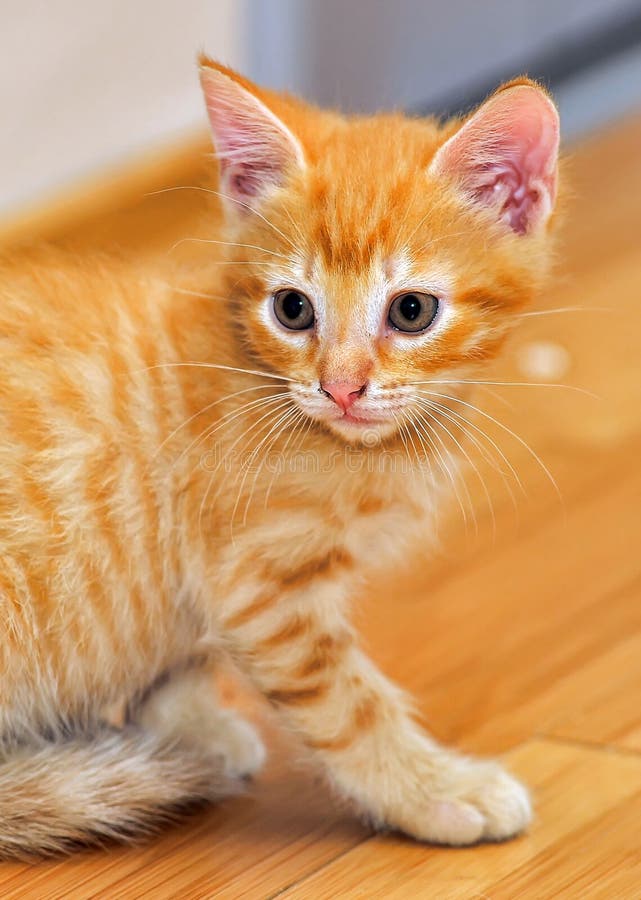 Ginger kitten stock photo. Image of baby, mammals, pets - 32185354