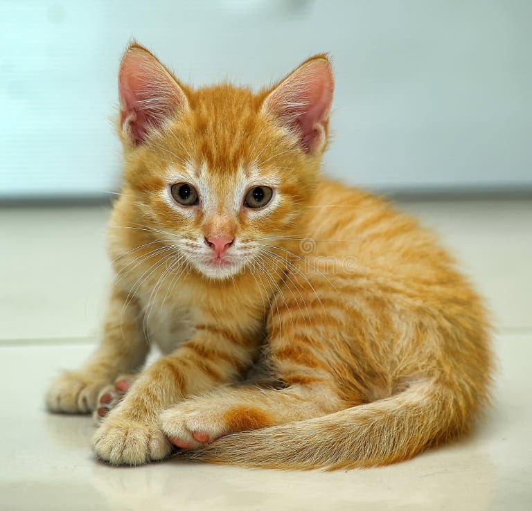 Red tabby kitten stock image. Image of pedigree, eyes - 32889593