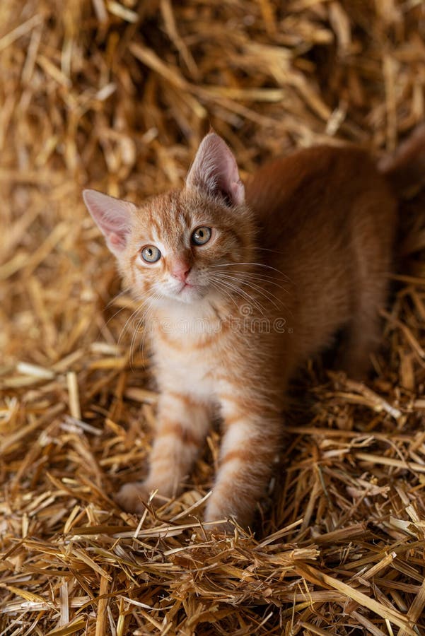 Red Tabby Kitten Standing in the Straw Stock Image - Image of straw ...