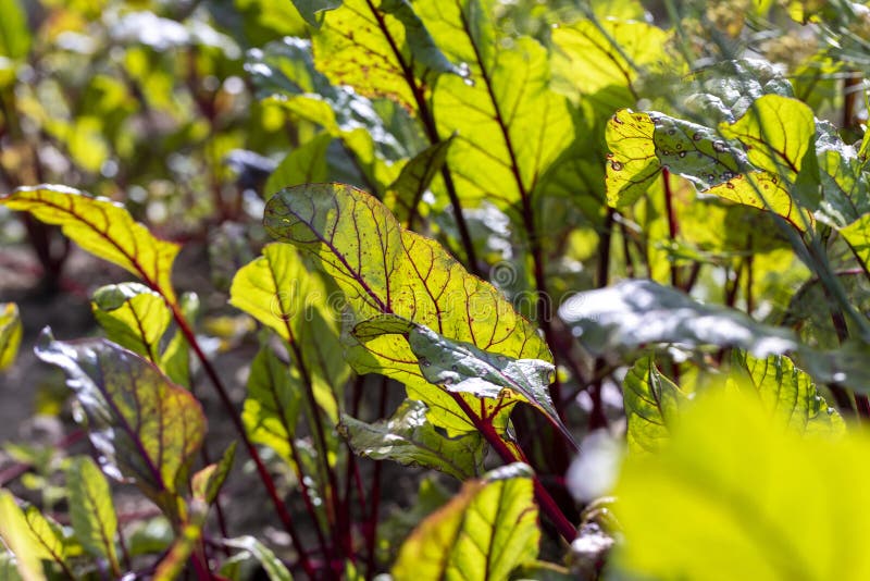 Red Table Beet in the Field Stock Image - Image of gardening, plant ...