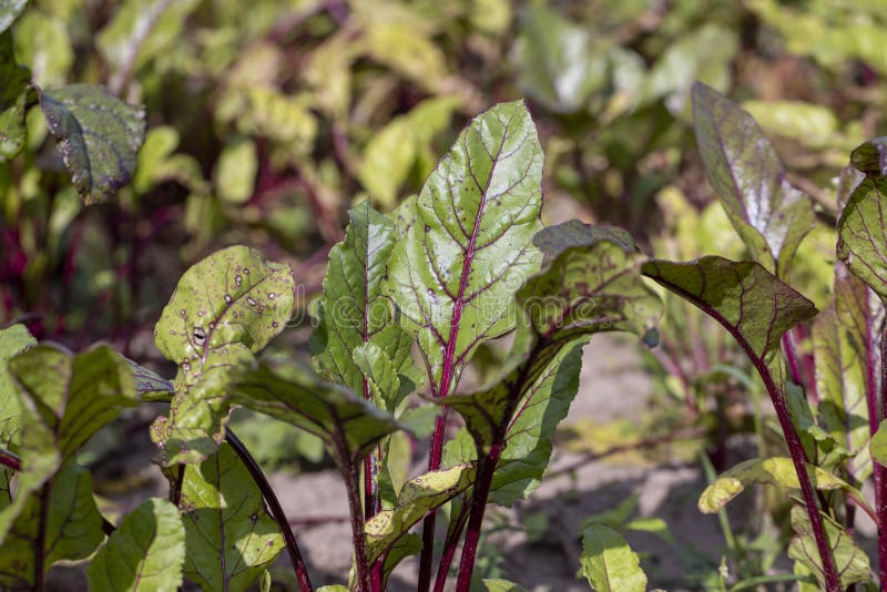 Red Table Beet in the Field Stock Image - Image of used, green: 280878907