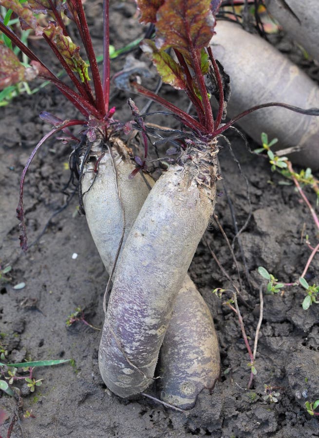 Table Red Beets Grow in Open Organic Soil Stock Image - Image of ...