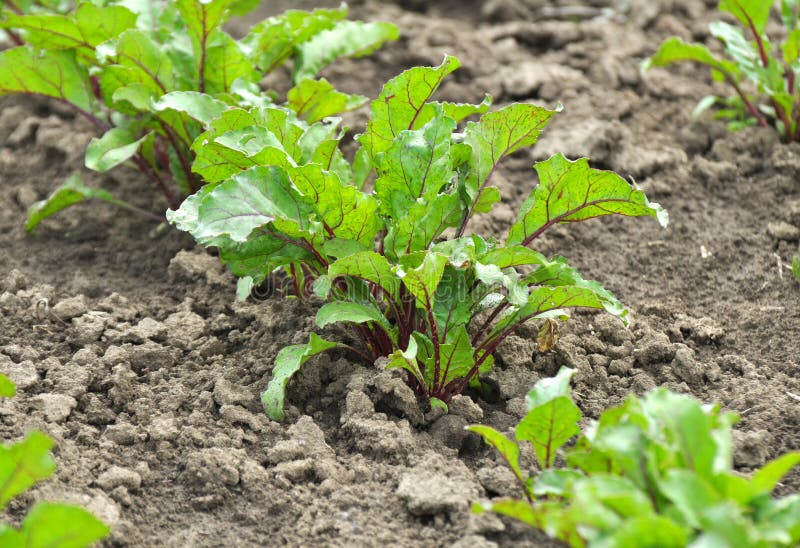 Red Table Beets Grow in Open Soil Stock Image - Image of garden, land ...
