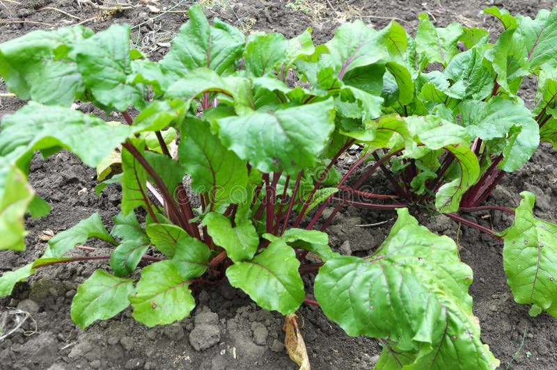 Red Table Beets Grow in Open Soil Stock Image - Image of gardening ...