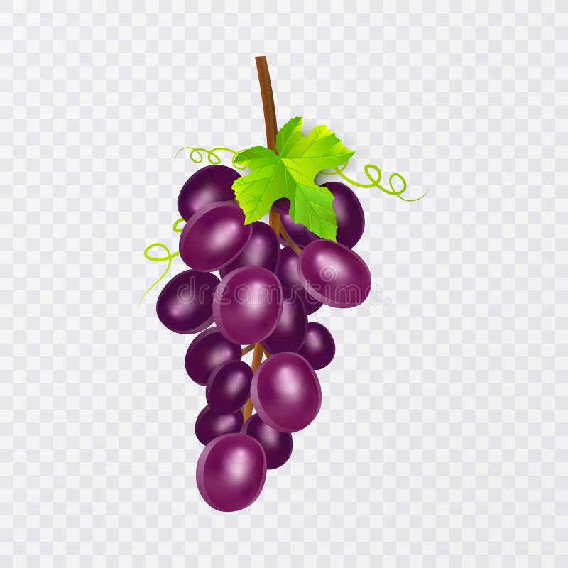 Red Table Grapes, Wine Grapes. Fresh Fruit, 3d Vector Icon Set. Bunch ...