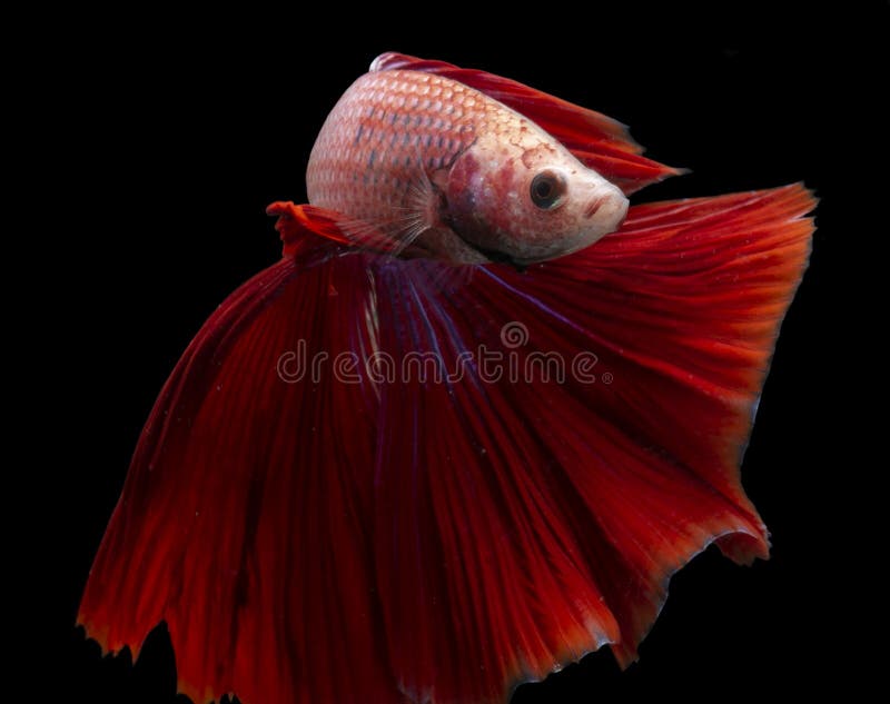 Red Tail Betta Fish in Black Background Stock Photo - Image of tail ...