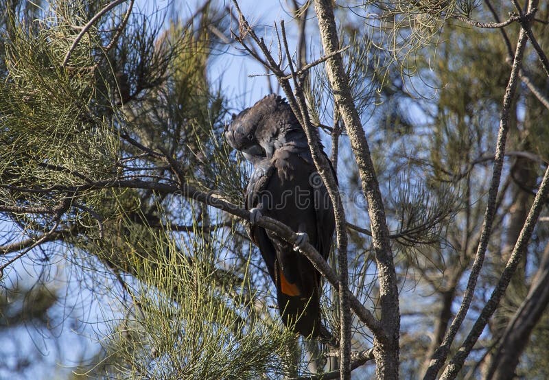 Red Tail Black Cockatoo stock photo. Image of banksii - 49981266