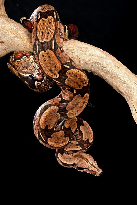 Red Tail Boa. stock photo. Image of snake, scales, reptile - 6582188