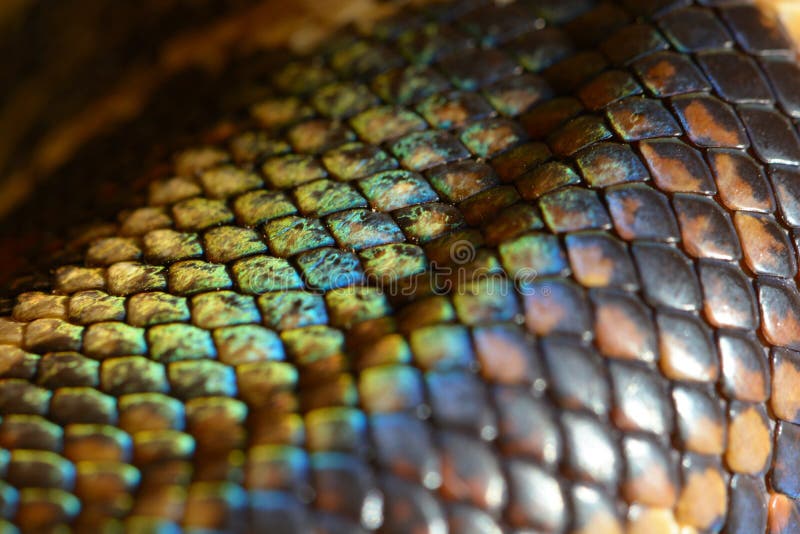 Red Tail Boa stock photo. Image of wildlife, refraction - 39542768