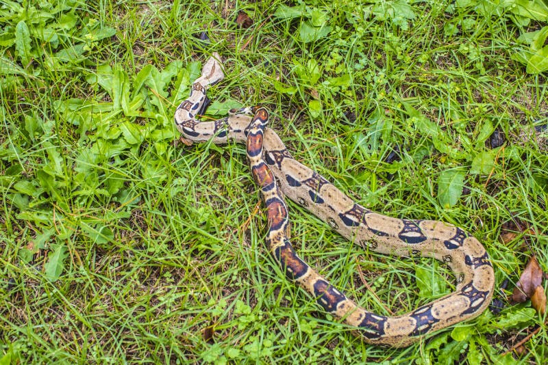 Boa Constrictor on Grass stock photo. Image of polygynous - 43889236