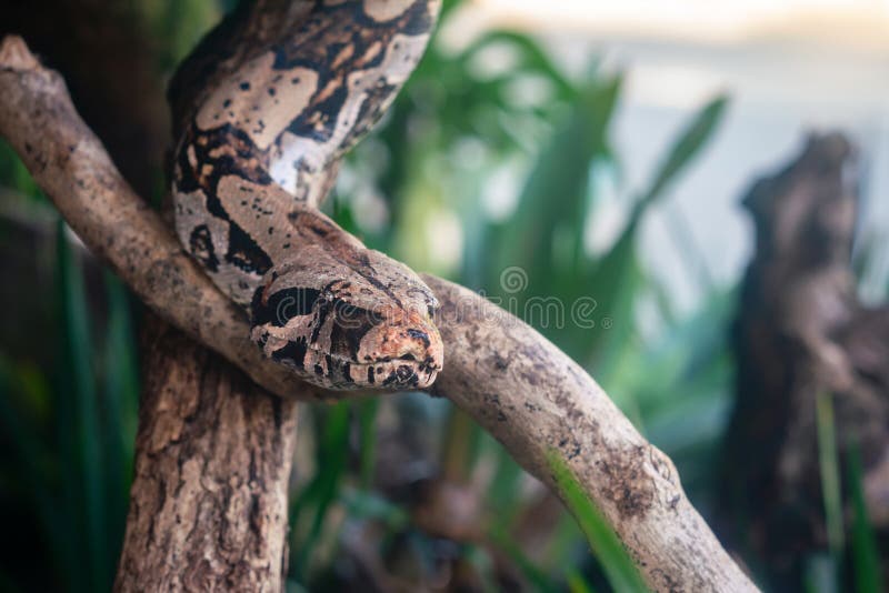 Red Tail Boa snake stock photo. Image of brazil, snakes - 308468968