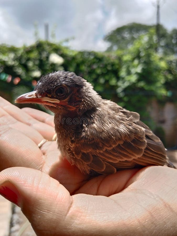 Red tail bulbul bird baby stock photo. Image of hummingbird - 255154780