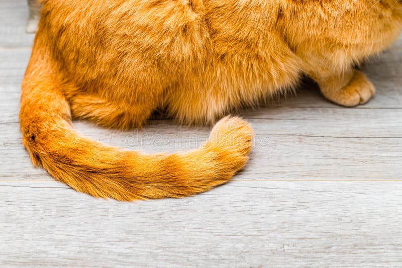 Red Tail of a Cat Sitting on the Floor Stock Image - Image of fragment ...