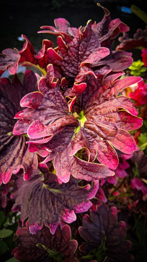 Dragon Miana Stock Photos - Free & Royalty-Free Stock Photos from ...