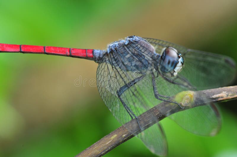Red tail dragonfly stock photo. Image of parks, dragonfly - 16902320