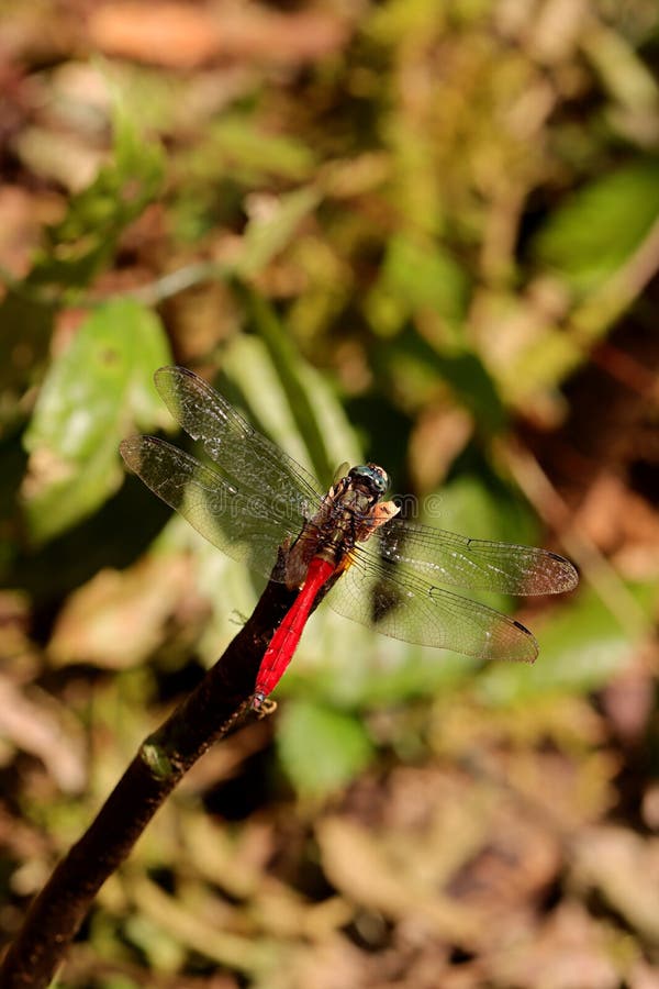 Red Tail Dragonfly from Indonesian New Guinea in the Tree Trunk Stock ...