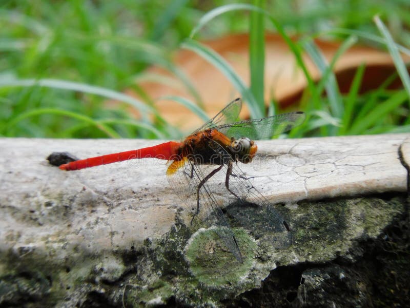 Red tail dragonfly stock photo. Image of wildlife, flower - 224307868